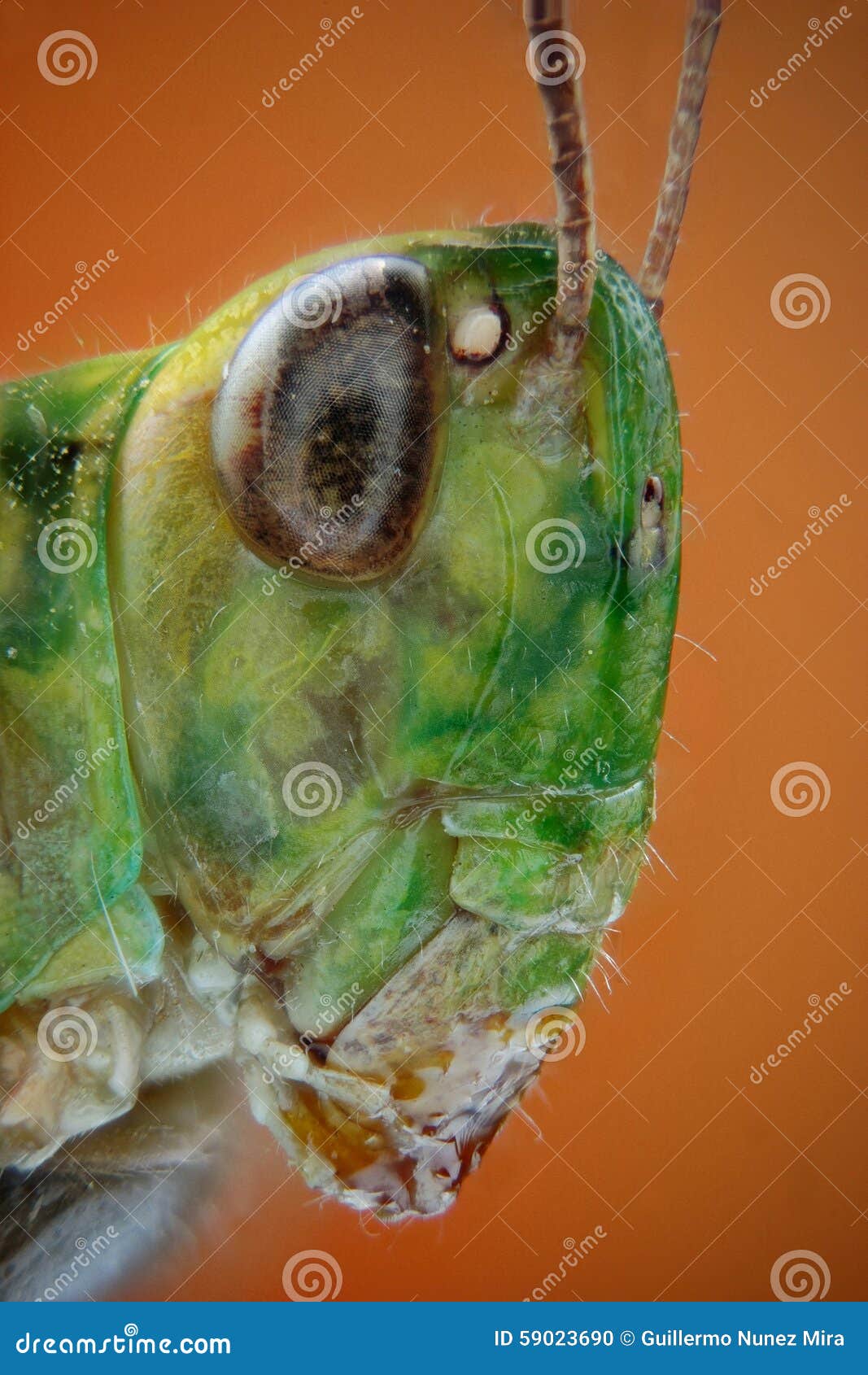 Micrograph of the Head of a Grasshopper Stock Photo - Image of ...