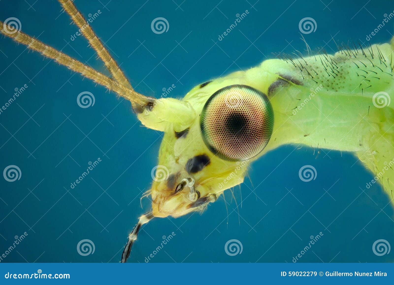 Micrograph of the Head of a Lacewing Stock Image - Image of micrograph ...