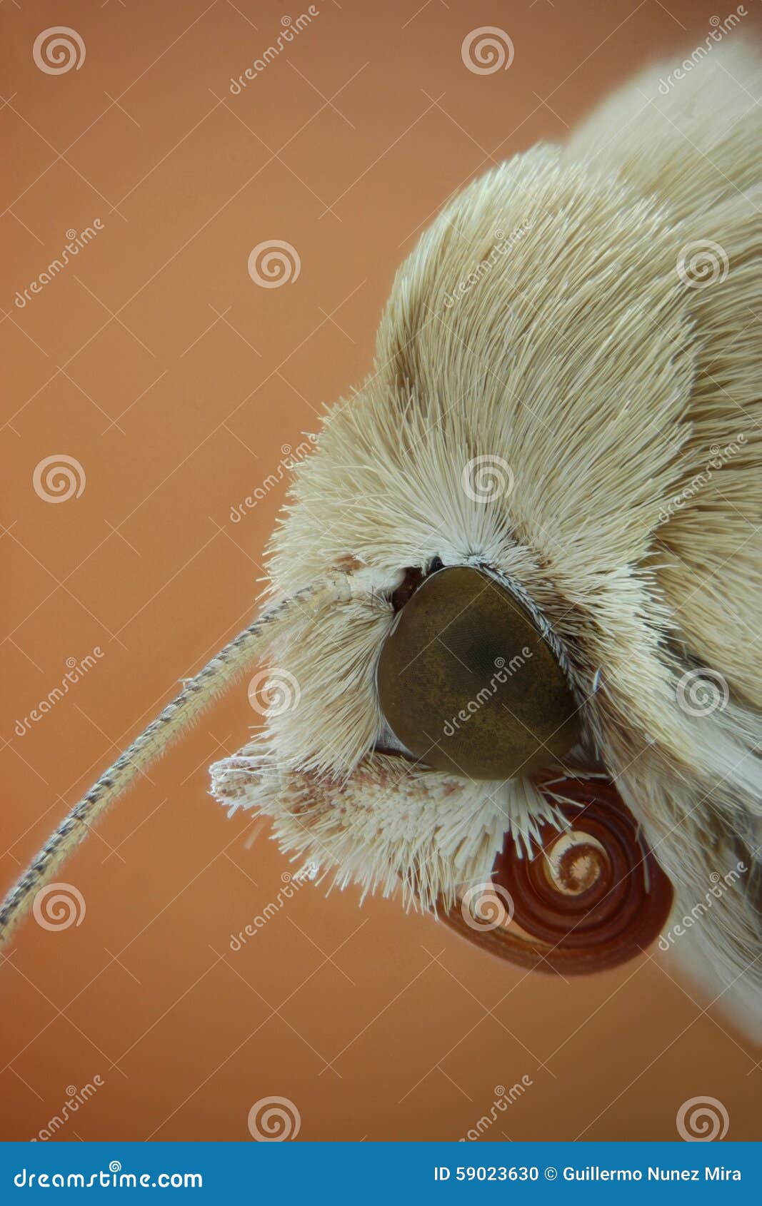 Micrograph of the Head of a Moth Stock Photo - Image of hairs, white ...