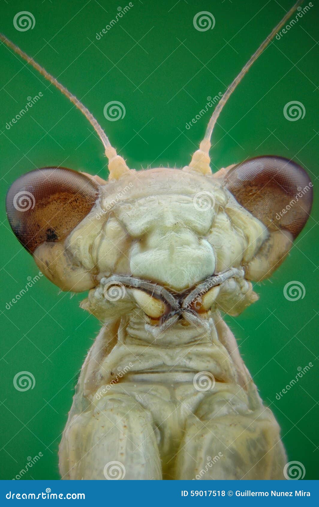 Micrograph of the Head of a Praying Mantis Stock Photo - Image of ...