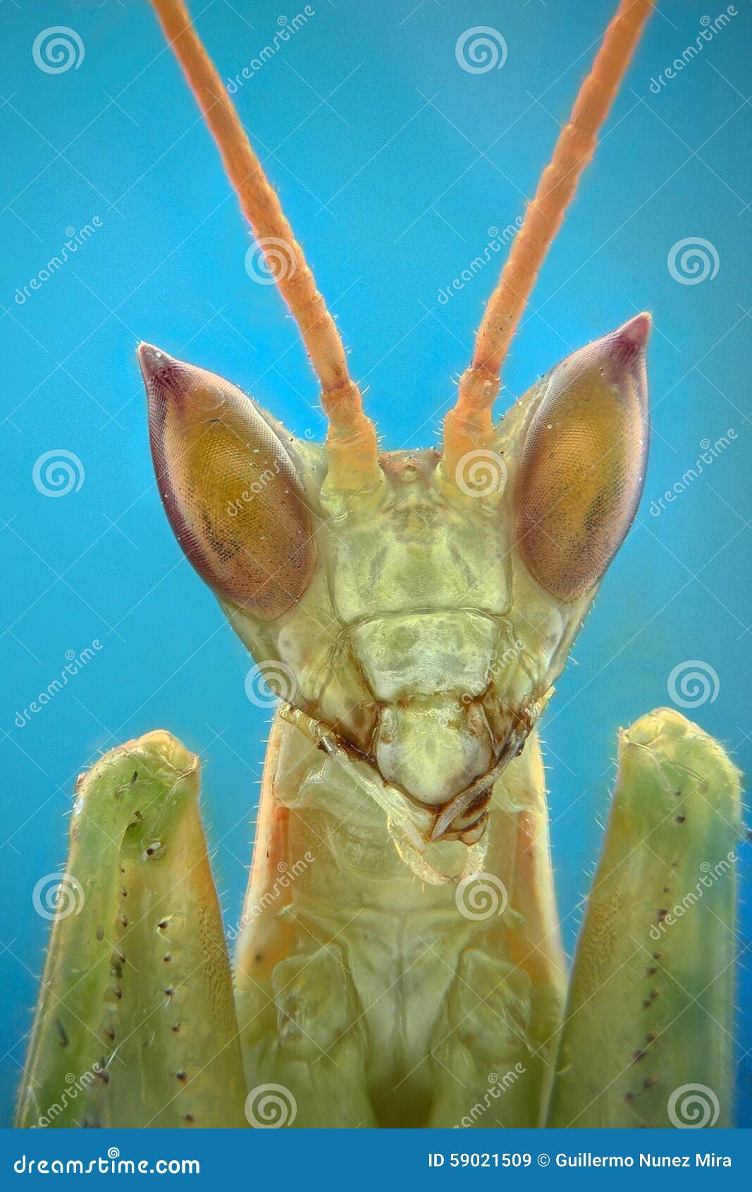 Micrograph of the Head of a Praying Mantis Stock Image - Image of ...