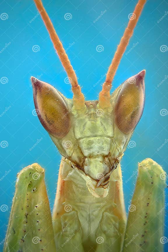 Micrograph of the Head of a Praying Mantis Stock Image - Image of ...