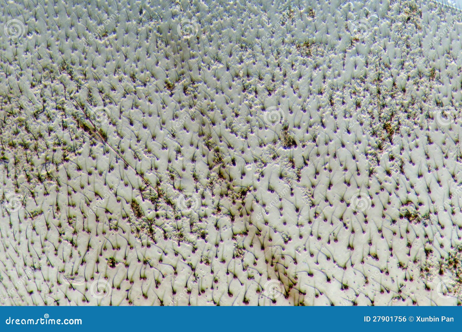 Micrograph Insect Wasp Wing Detail Royalty-Free Stock Photography ...