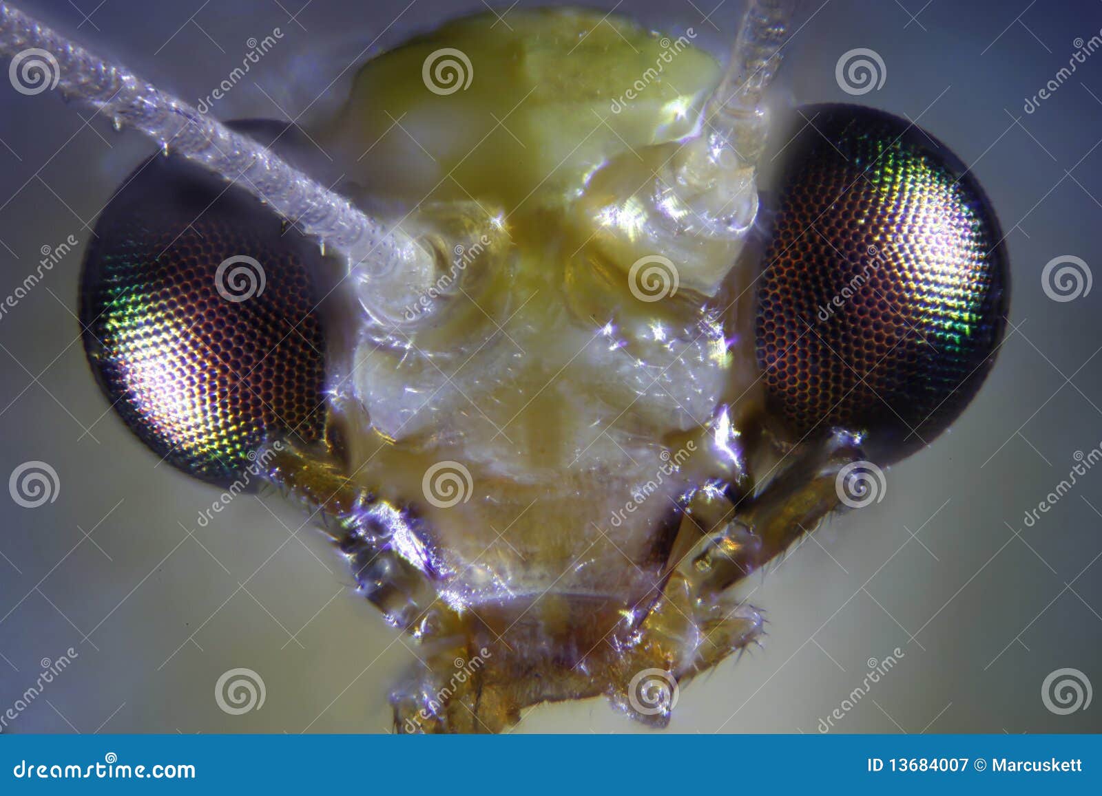 Micrograph of Lacewing Insect Stock Image - Image of beetles, animal ...