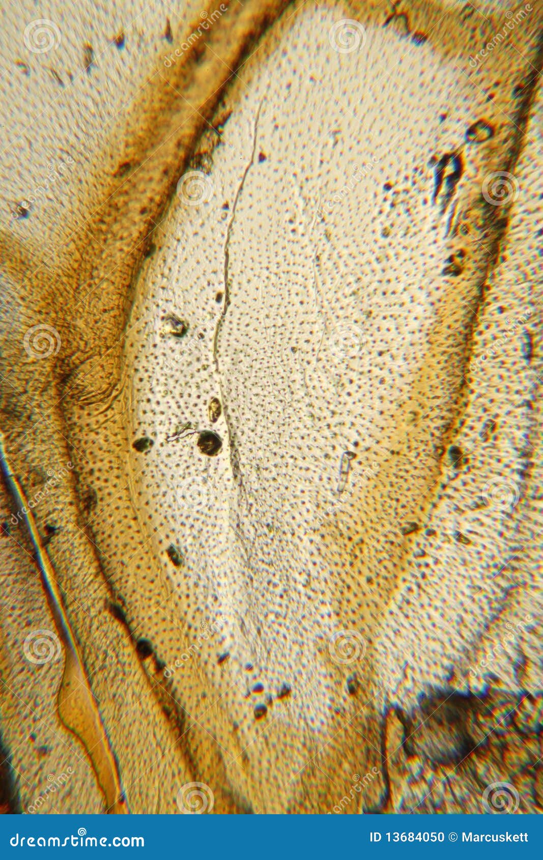 Micrograph of Ladybird Wing Stock Photo - Image of detail, close: 13684050