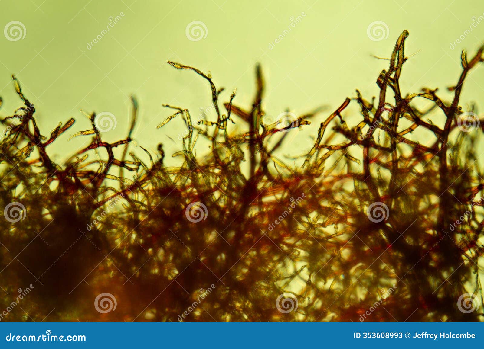 Micrograph of Moss Rhizoids, Aulacomnium Palustre, with Polarization at ...