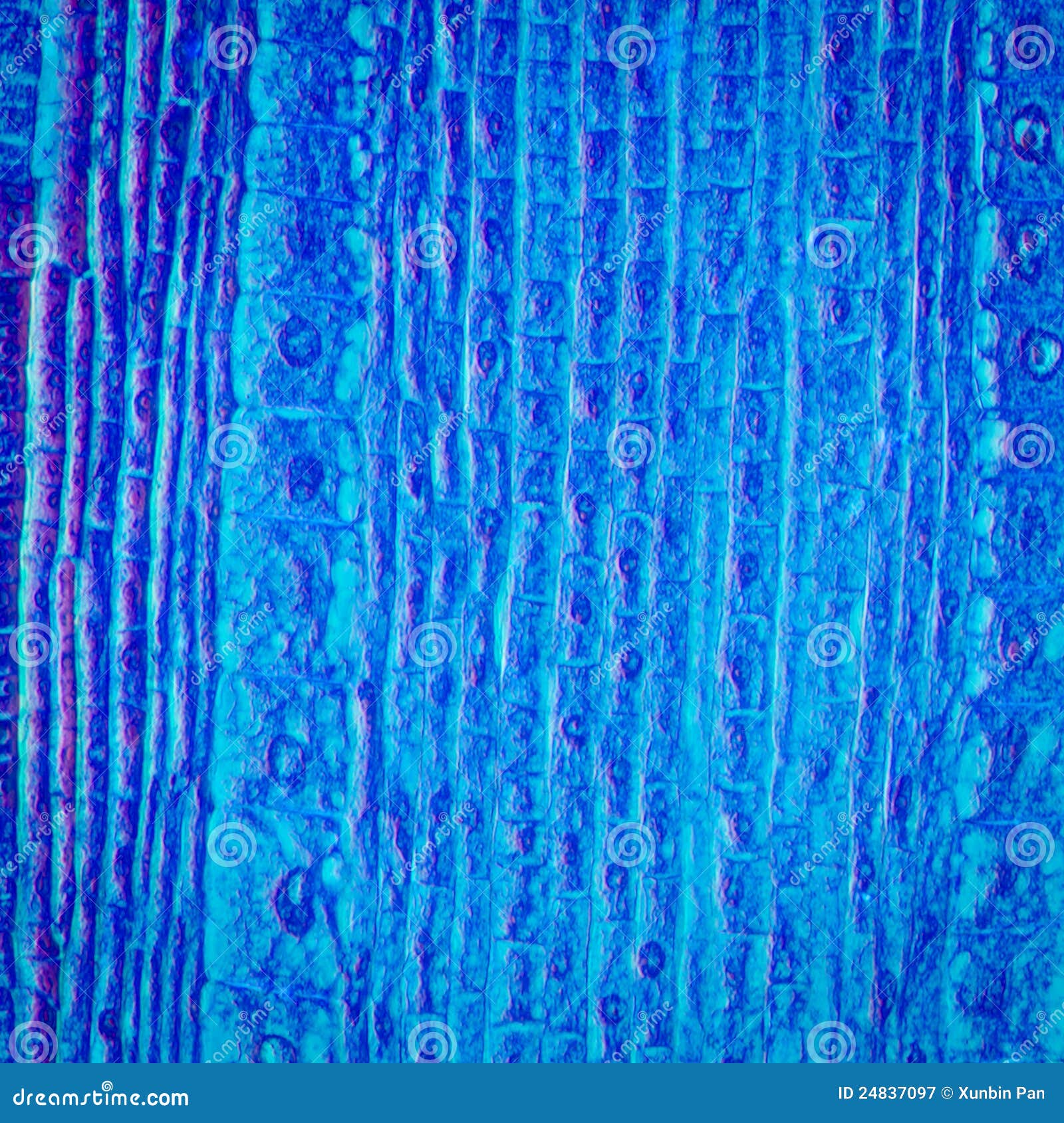 Micrograph Plant Root Tip Tissue Stock Image - Image of micrograph ...