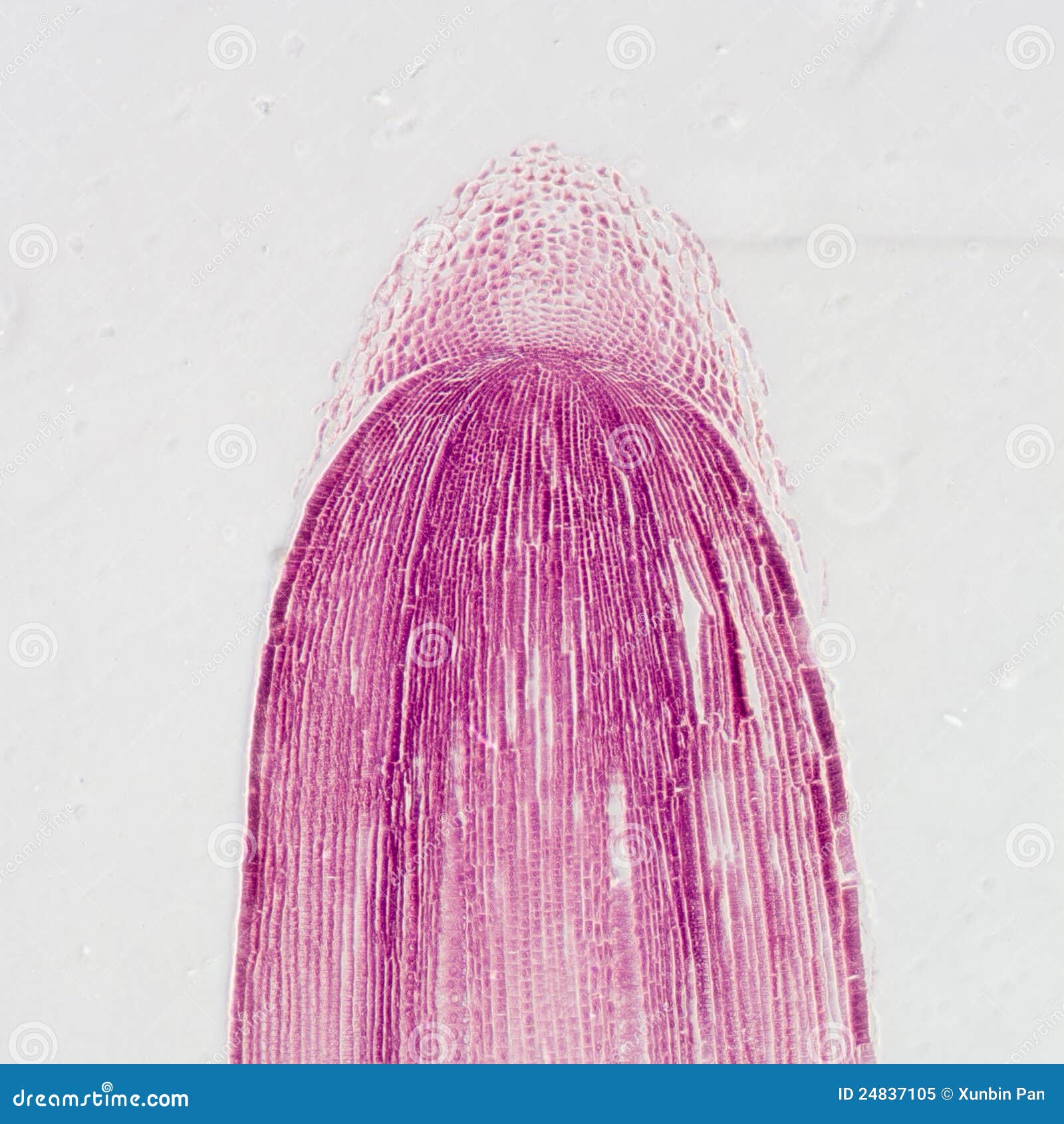 Cut Tissue Into The Cell. Non-seamless Texture Royalty-Free Stock Photo ...