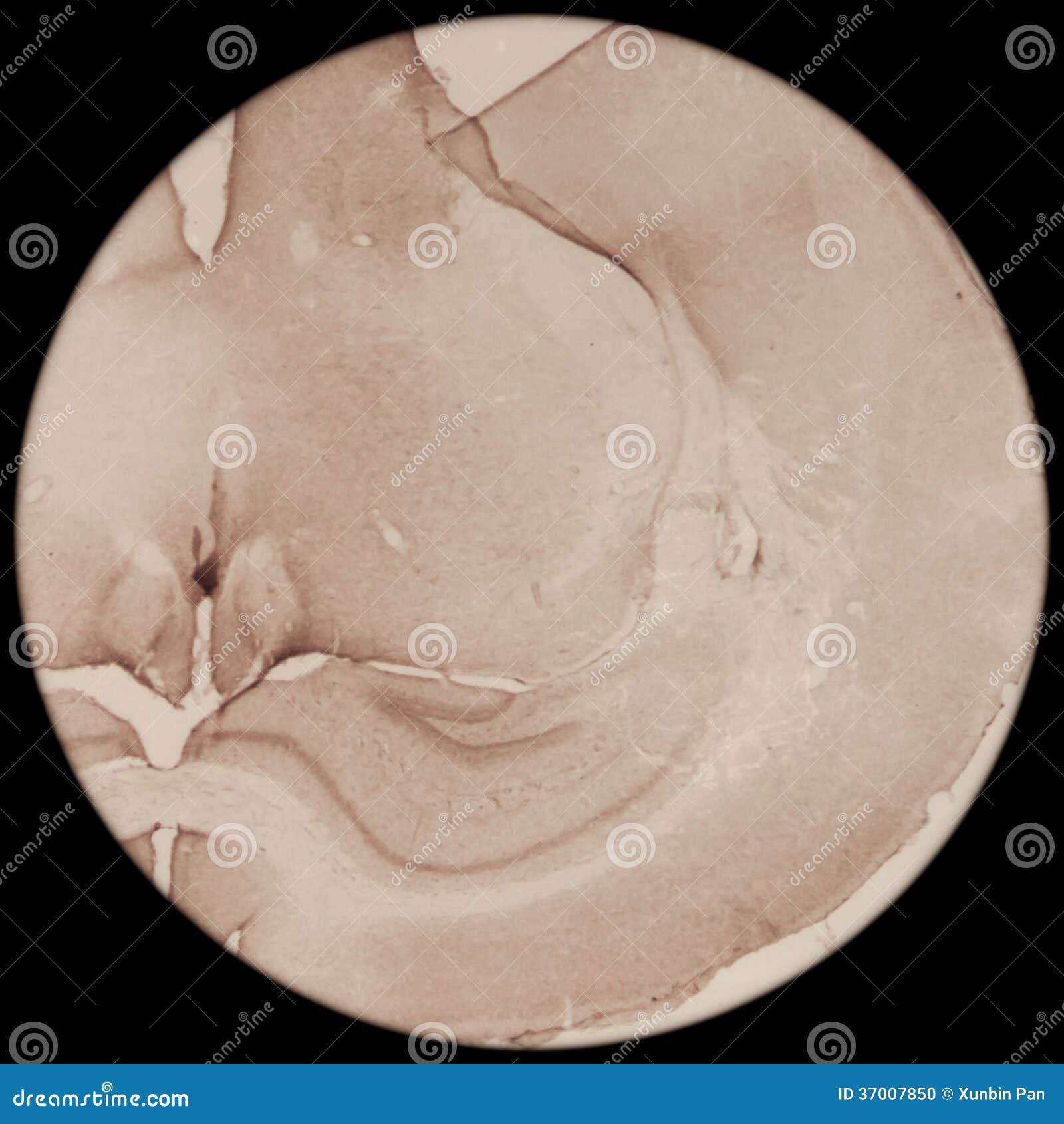 Micrograph of rat brain stock photo. Image of cochlea - 37007850