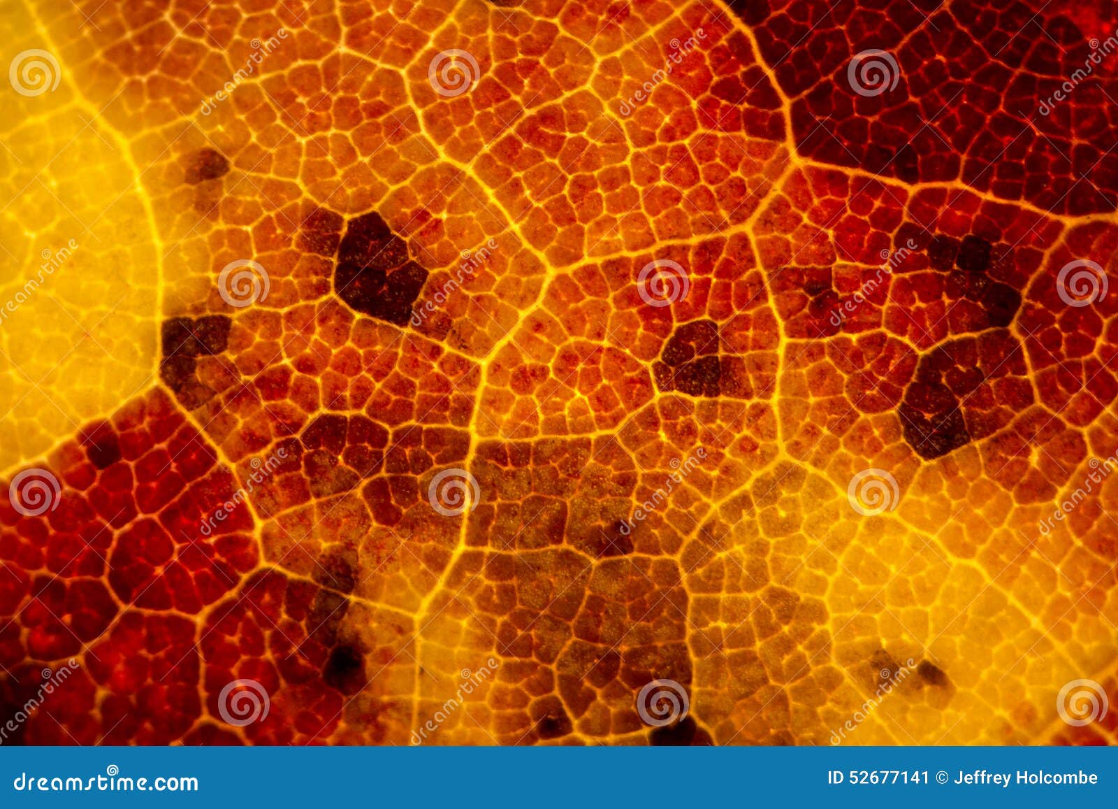 Micrograph Of A Red Maple Leaf In The Fall. Stock Photo - Image: 52677141