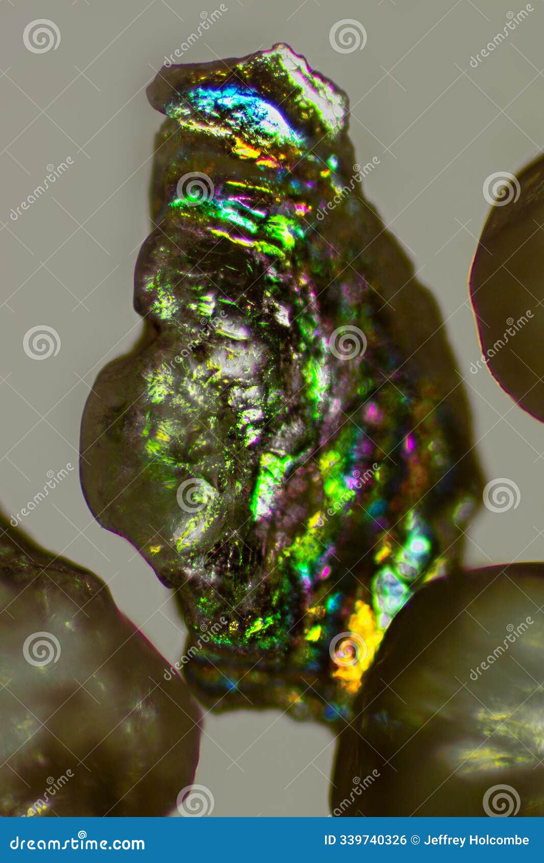 Micrograph of Sand from Nantucket Island in Massachusetts, with ...