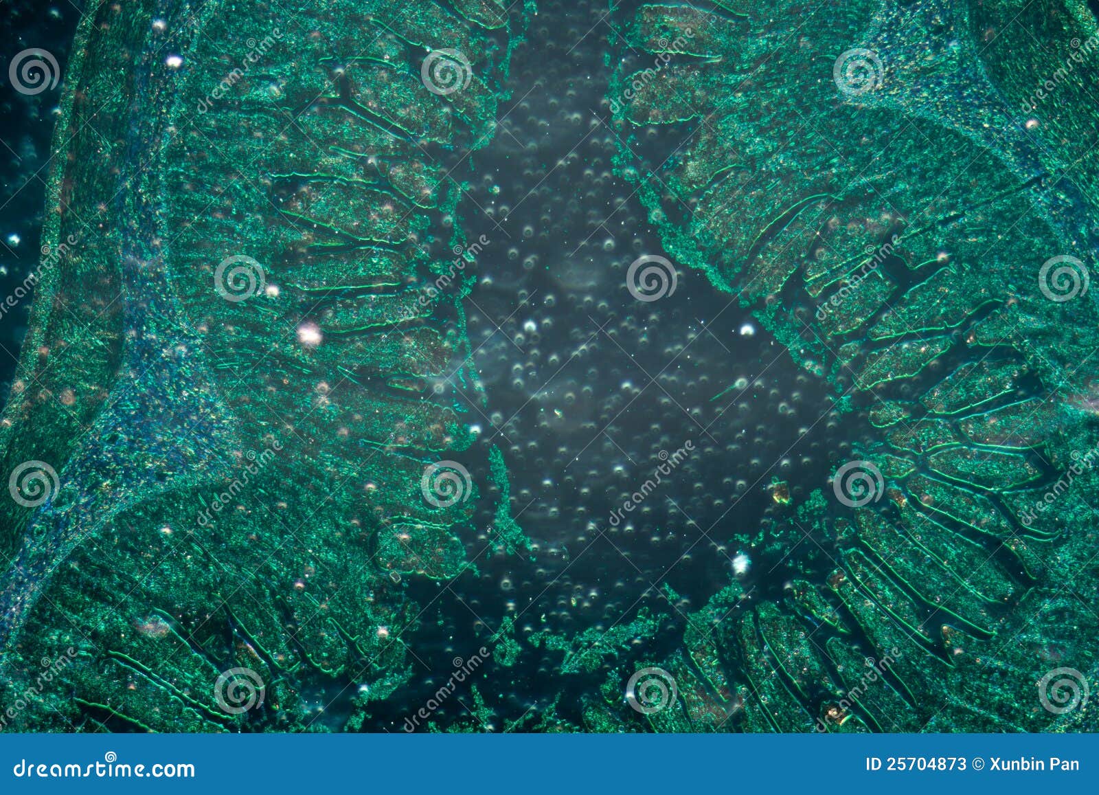 Micrograph of Small Intestinum Stock Image - Image of nature, histology ...