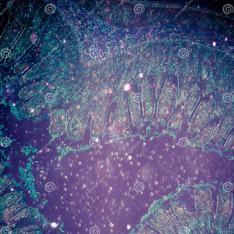 Micrograph of Small Intestinum Stock Photo - Image of education, nature ...