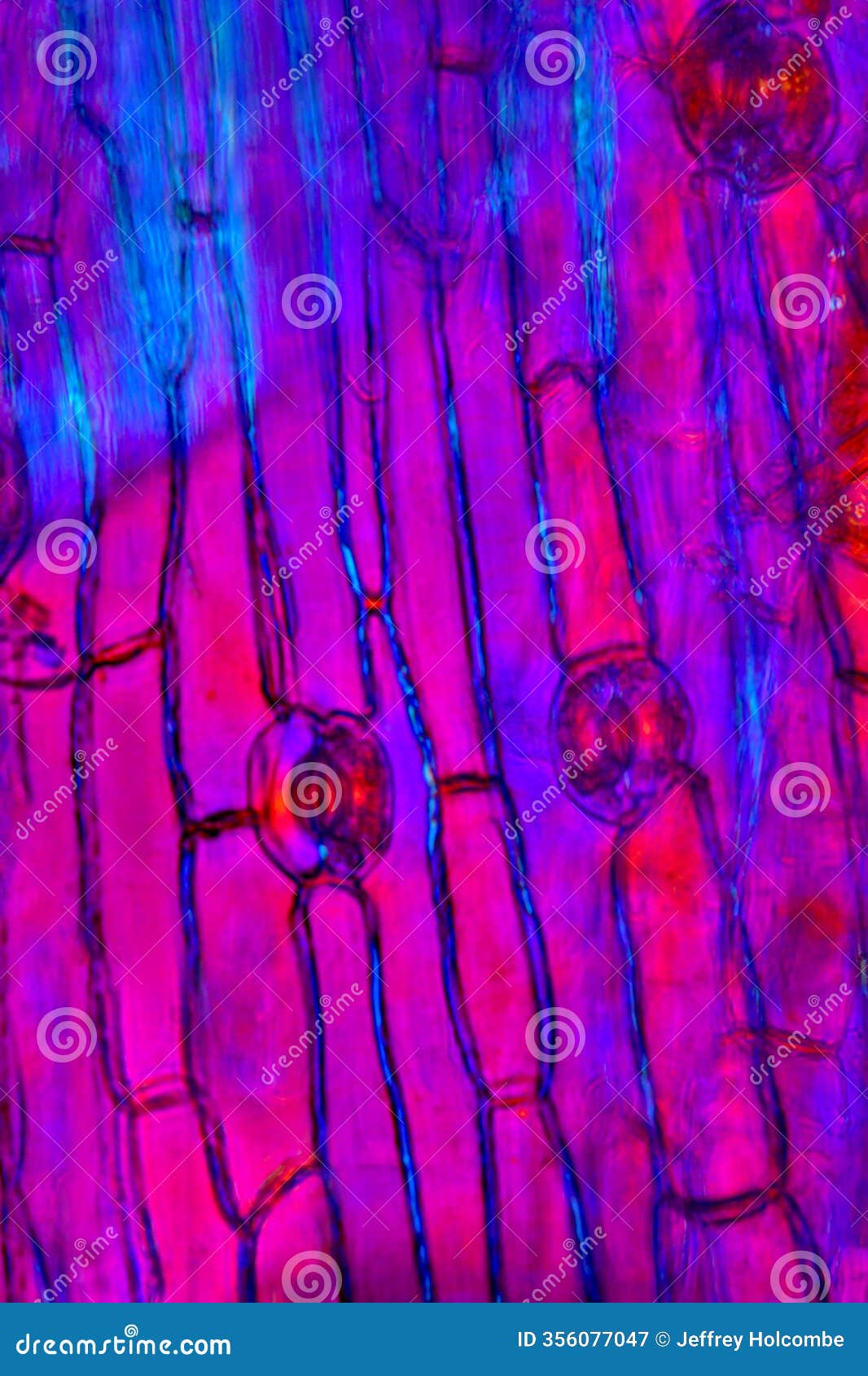 Micrograph of Stomata in a Leaf of Canada Mayflower Stock Image - Image ...