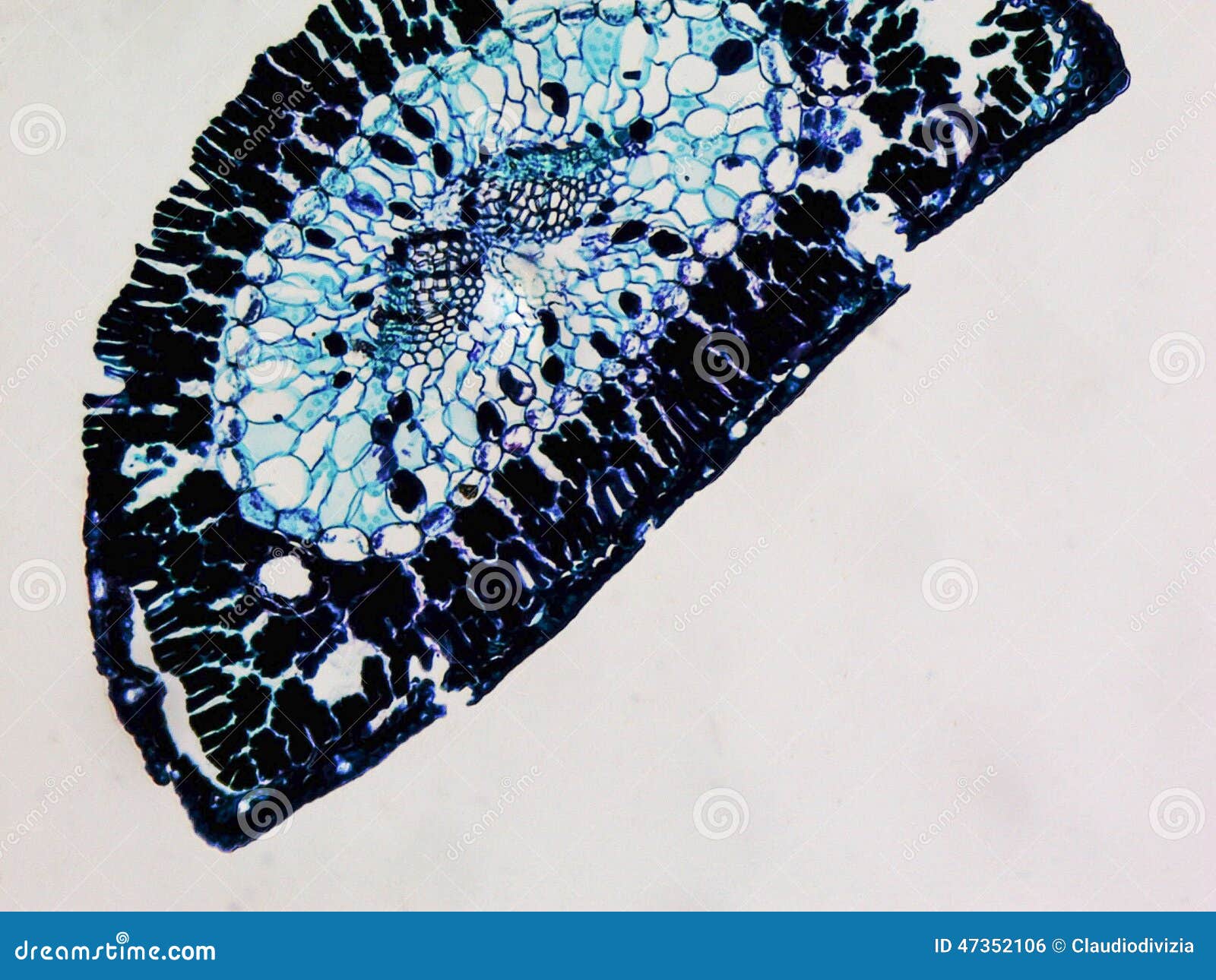 Micrographe De Feuille De Pin Photo stock - Image of glissières, photo ...