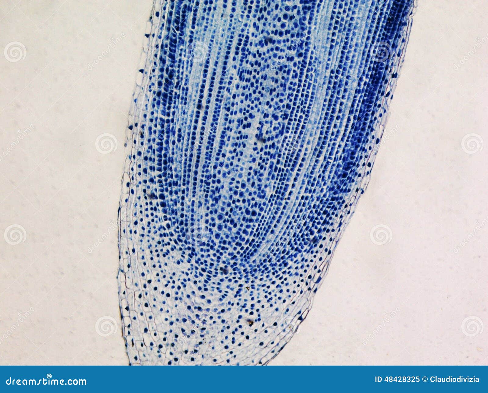 Micrographe De Mitose De Cellules Image stock - Image du graphique ...