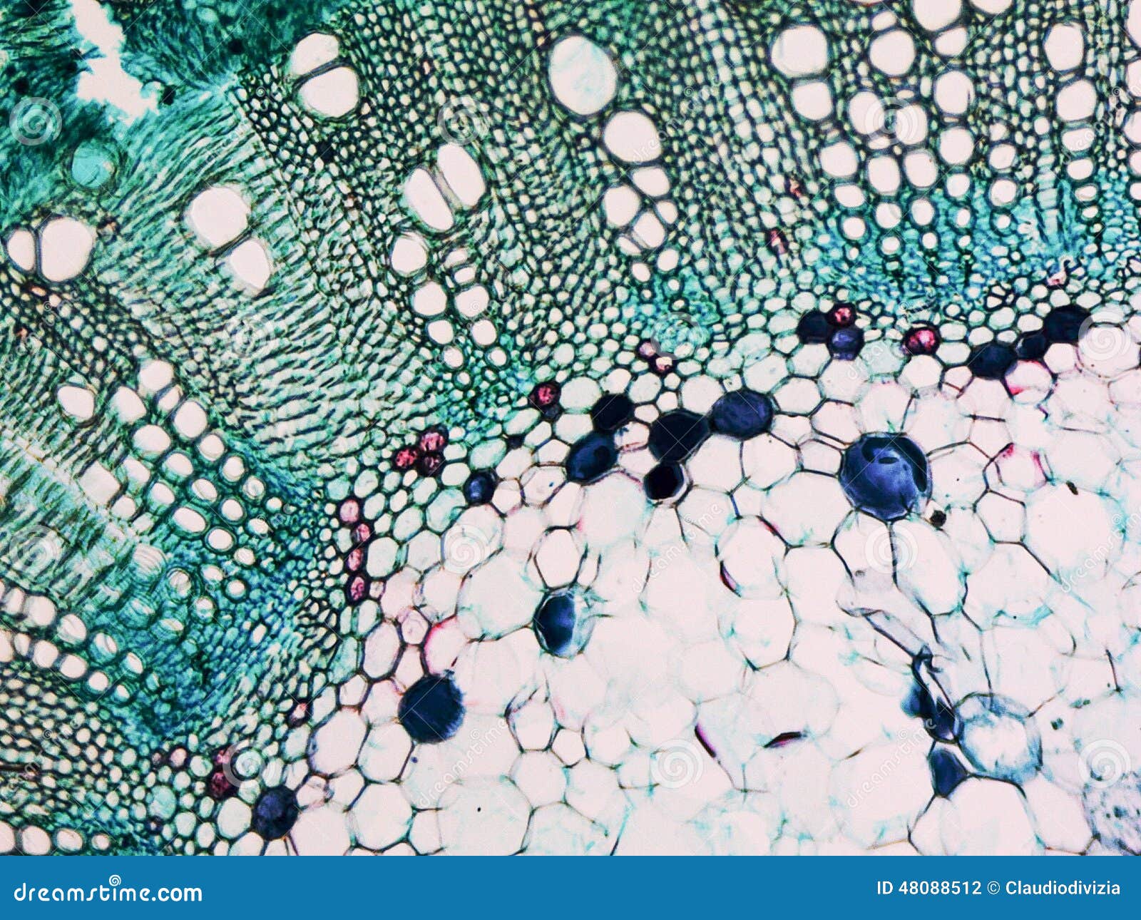 Micrographe De Tige De Coton Photo stock - Image du microscope ...