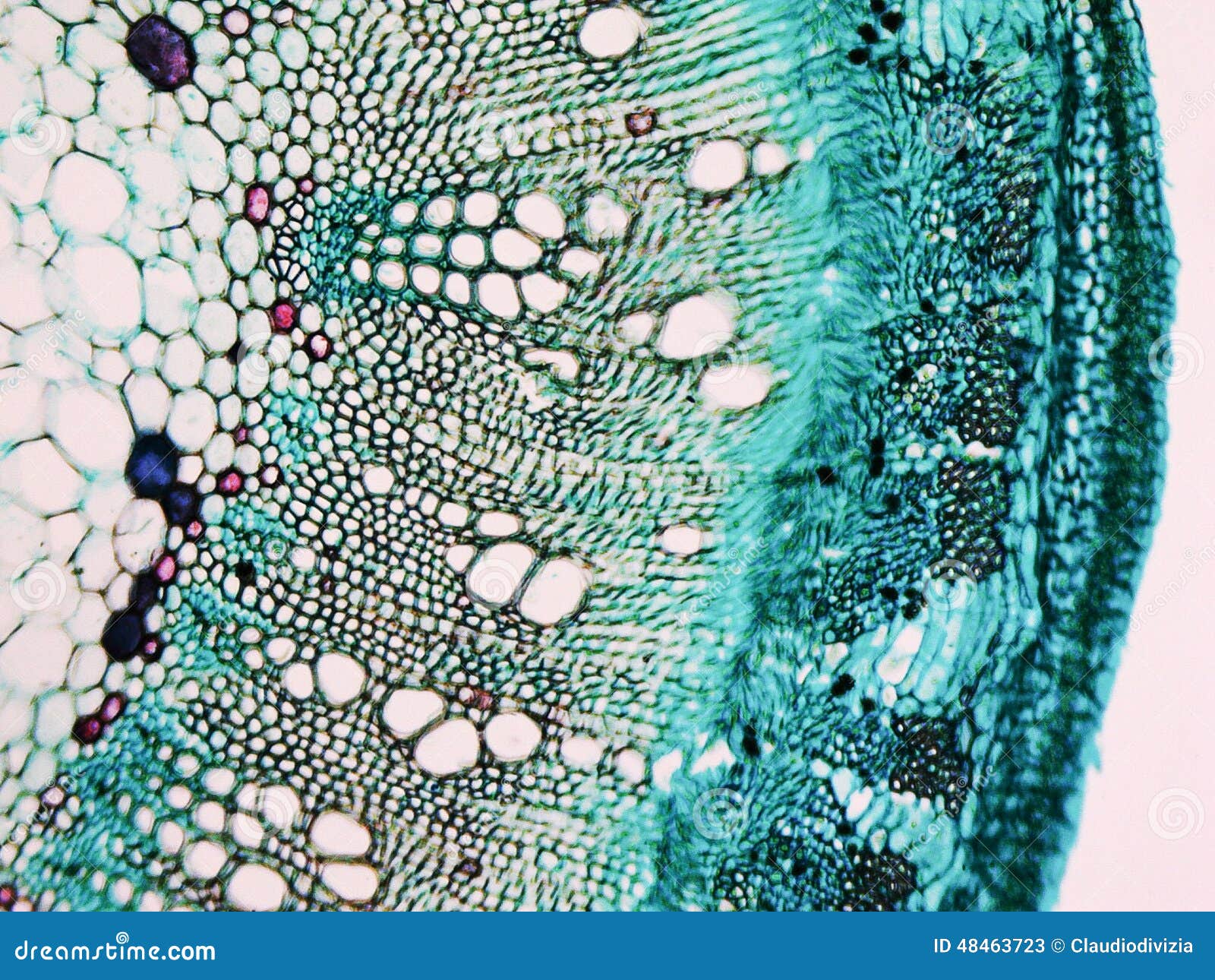 Micrographe De Tige De Coton Image stock - Image du laboratoire ...