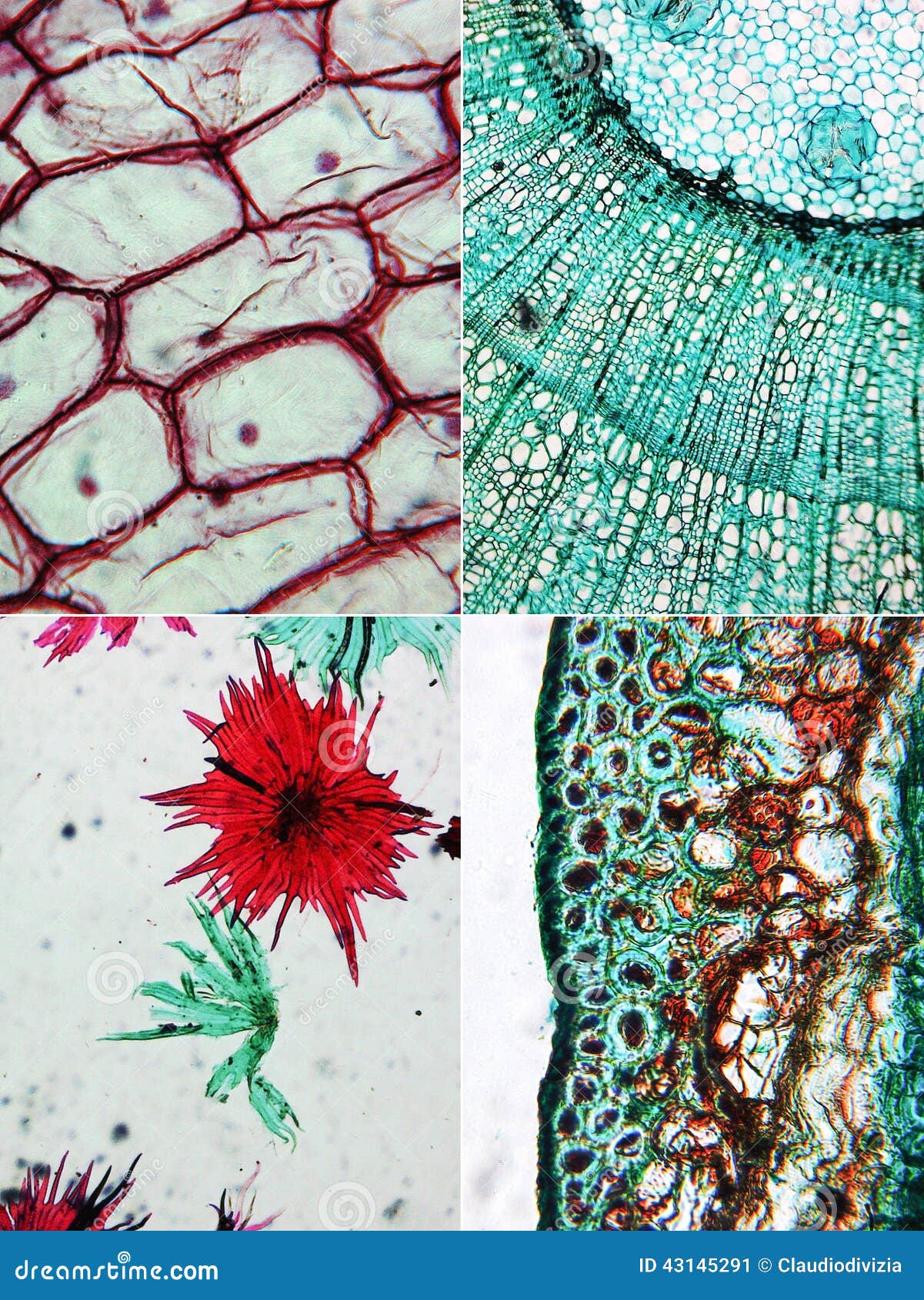 Micrographe En Bois D'Apple, D'oignon Et De Pin Image stock - Image du ...