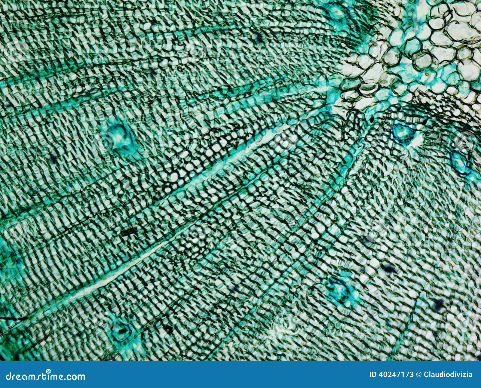 Micrographe en bois de pin image stock. Image du micrographe - 40247173