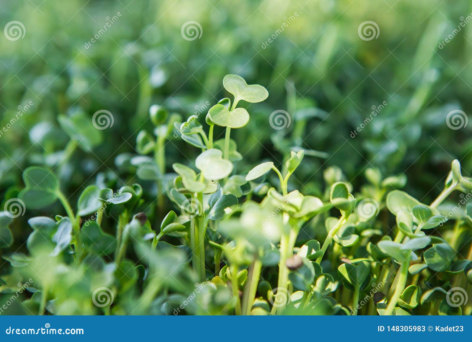 Microgreen Background in Natural Light Stock Image - Image of organic ...