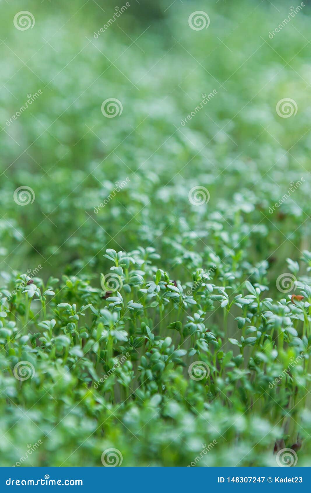Microgreen Background in Natural Light Stock Image - Image of baby ...