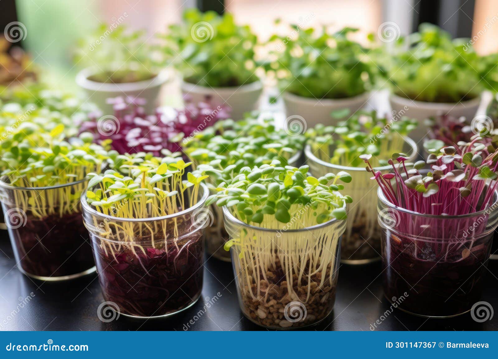 Microgreen Farm. the Microgreen in Plastic Containers. Germination of ...