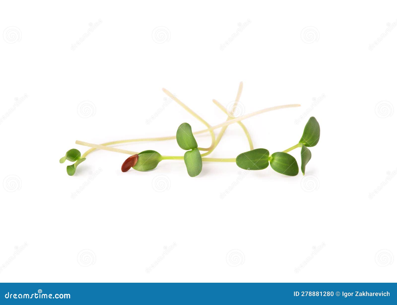 Microgreen Leaves Flax on White Background Stock Photo - Image of ...