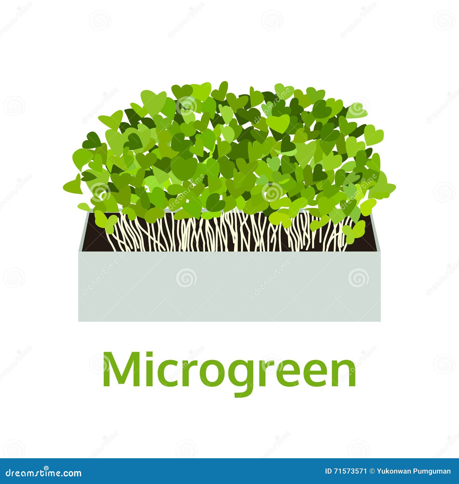 Microgreen, Healthy Vegetable, Food Vector Illustration Stock Vector ...