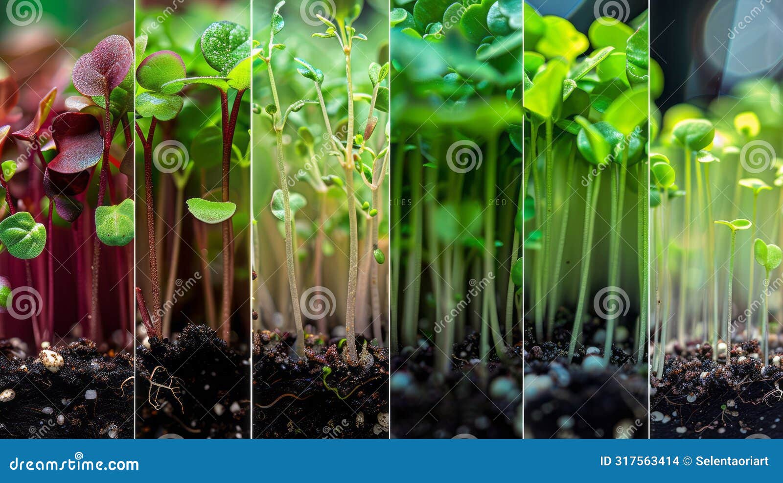 Microgreen Leaf Development Stock Illustration - Illustration of ...