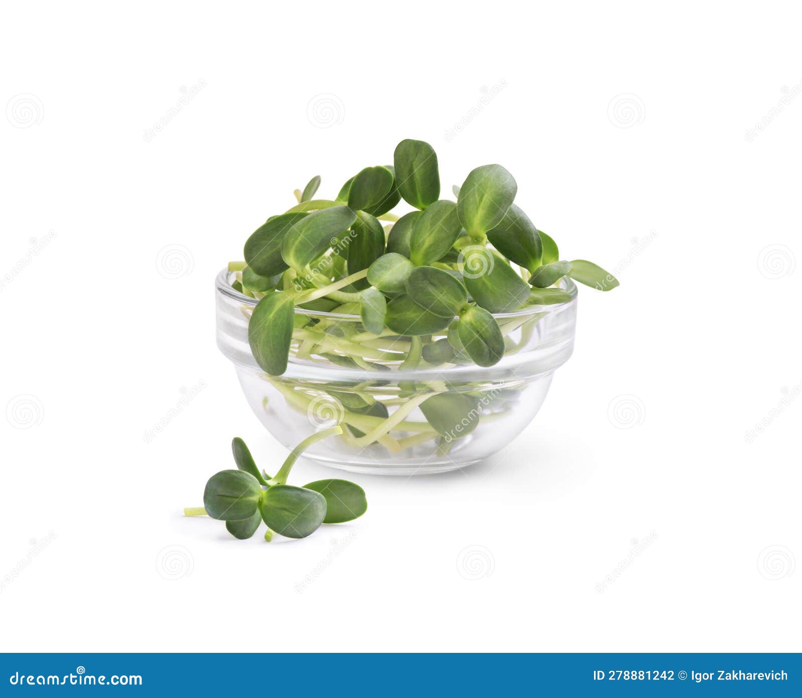 Microgreen Leaves in a Glass Plate on a White Background Stock Photo ...