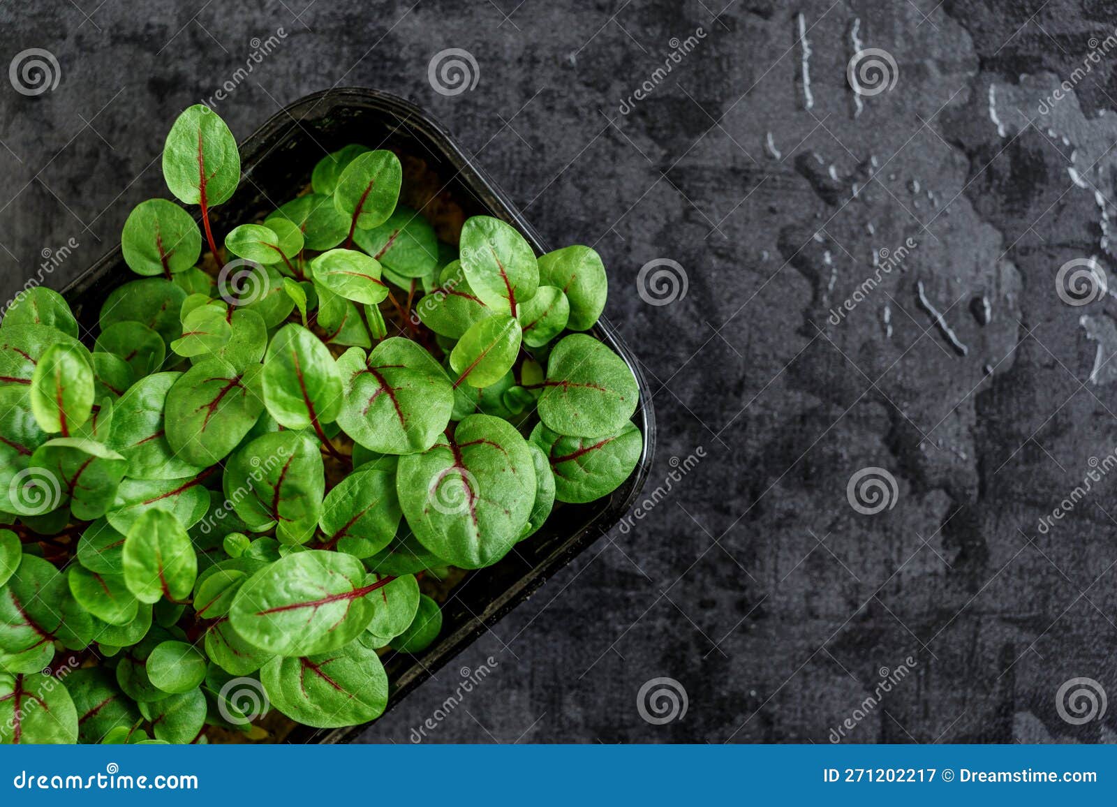 The Microgreen in Plastic Trays.Different Microgreens on Black Slate ...