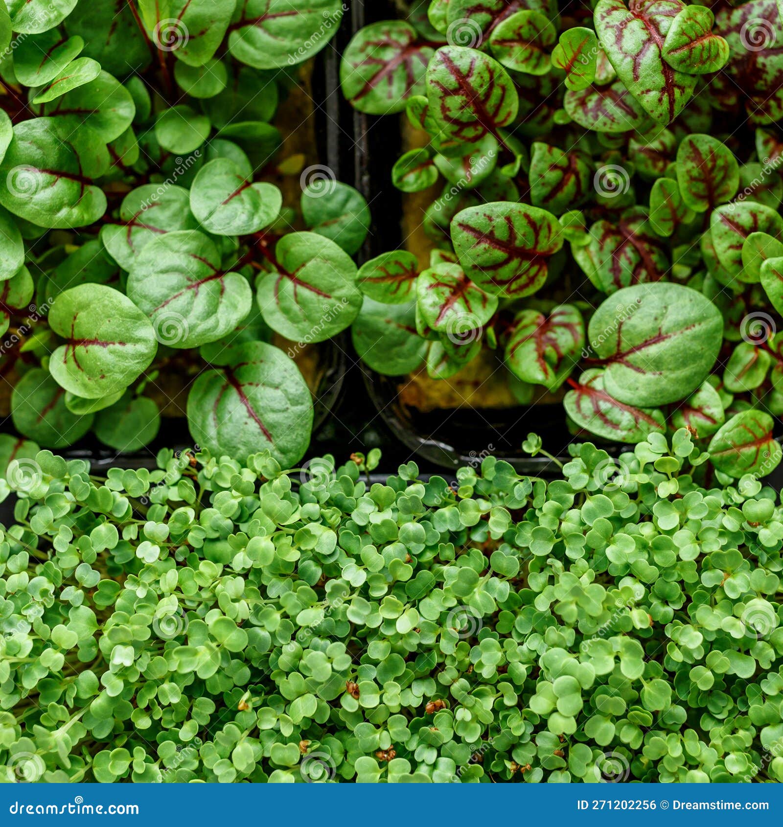 The Microgreen in Plastic Trays.Different Microgreens on Black Slate ...
