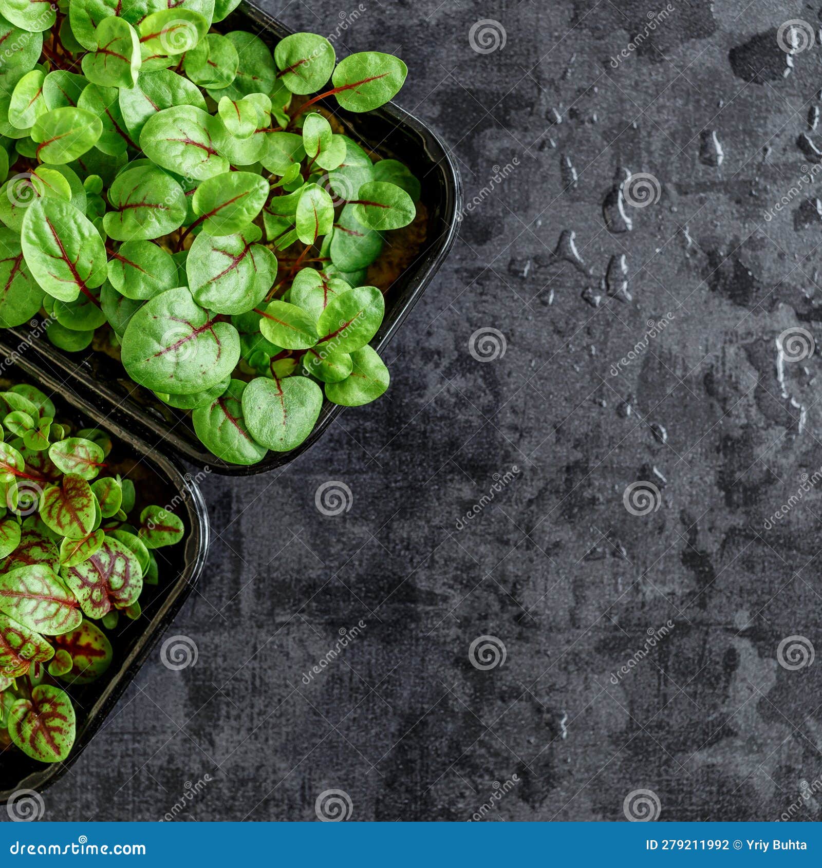 The Microgreen in Plastic Trays.Different Microgreens on Black Slate ...