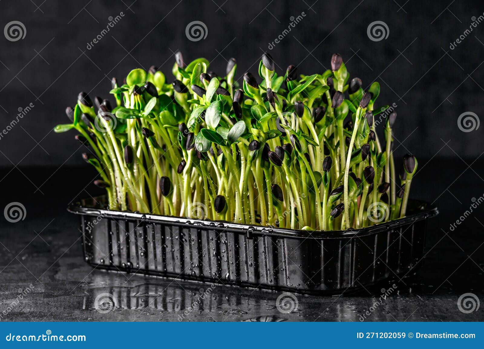 The Microgreen in Plastic Trays.Different Microgreens on Black Slate ...