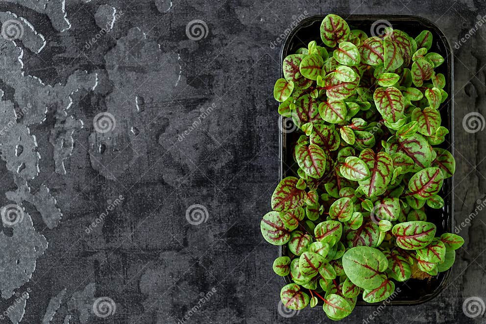 The Microgreen in Plastic Trays.Different Microgreens on Black Slate ...