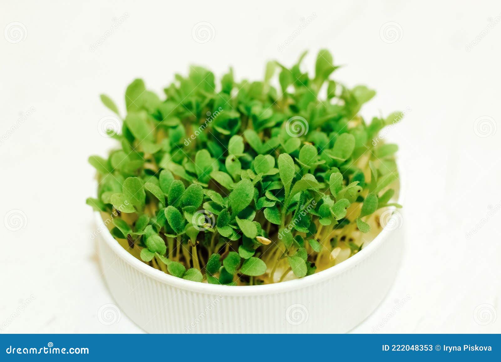 Microgreen, Sprouted Lettuce in a Round Container. Plants Grown at Home ...