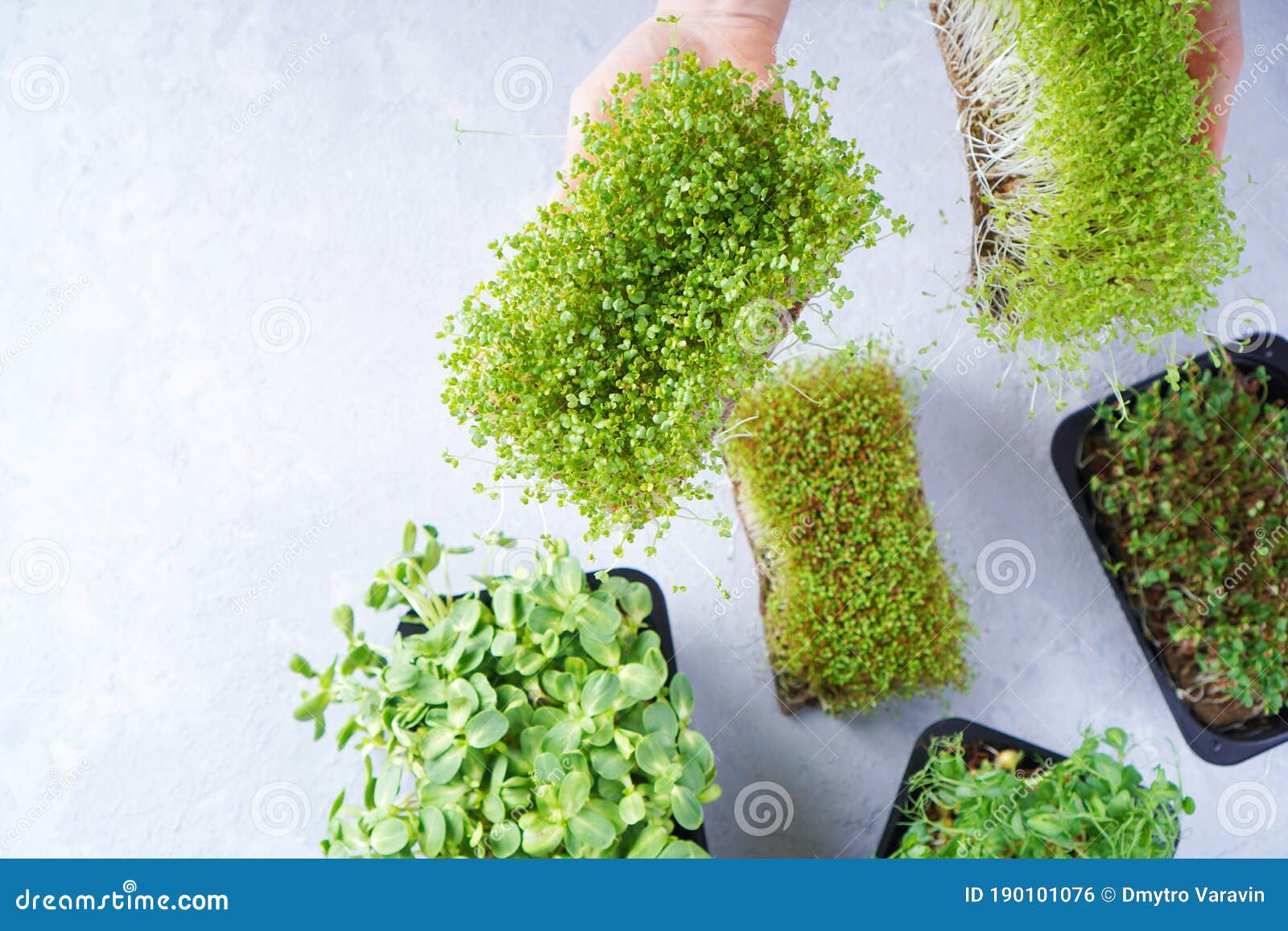 Microgreen Sprouts Assortment on the Table Stock Photo - Image of food ...