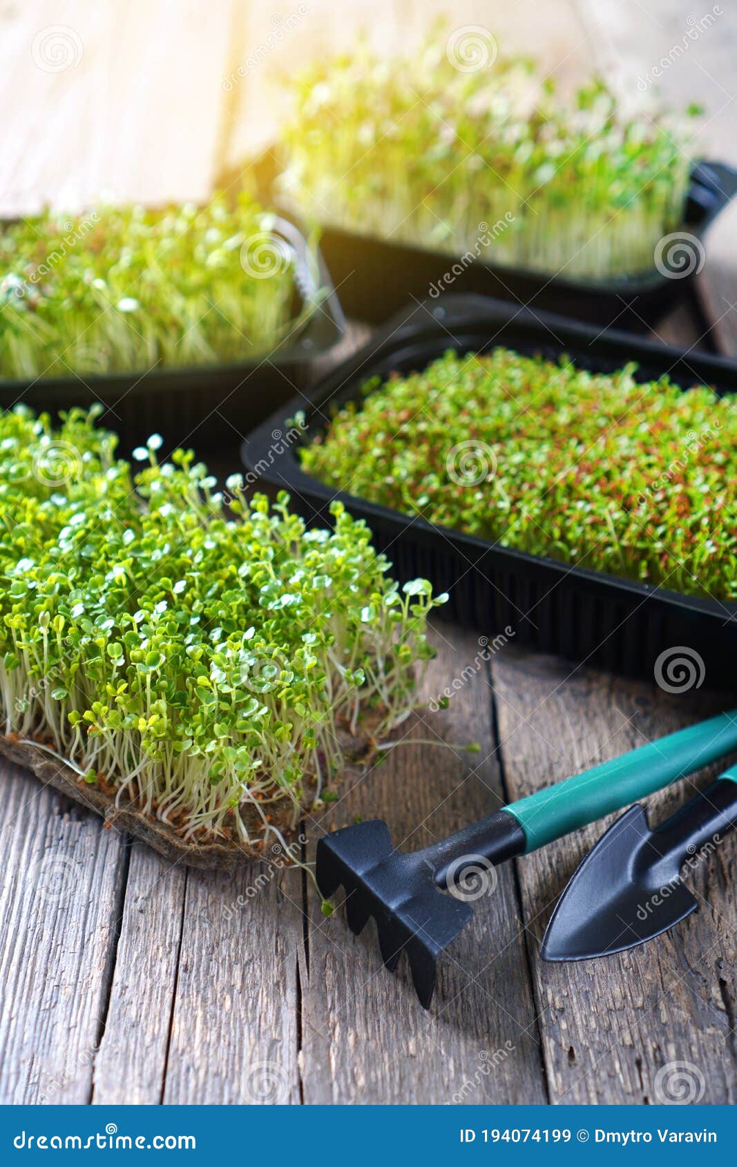 Microgreen Sprouts Growing. Stock Image - Image of biodegradable ...