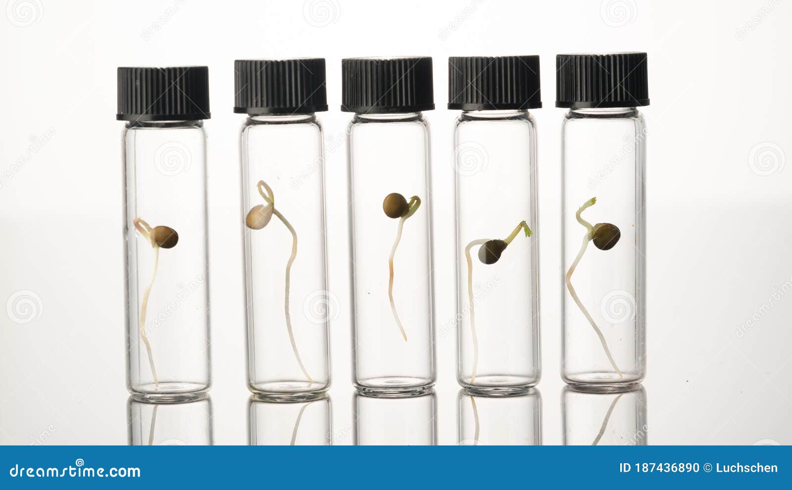 Microgreen Sprouts Quality Control in Sanitary and Epidemiological ...