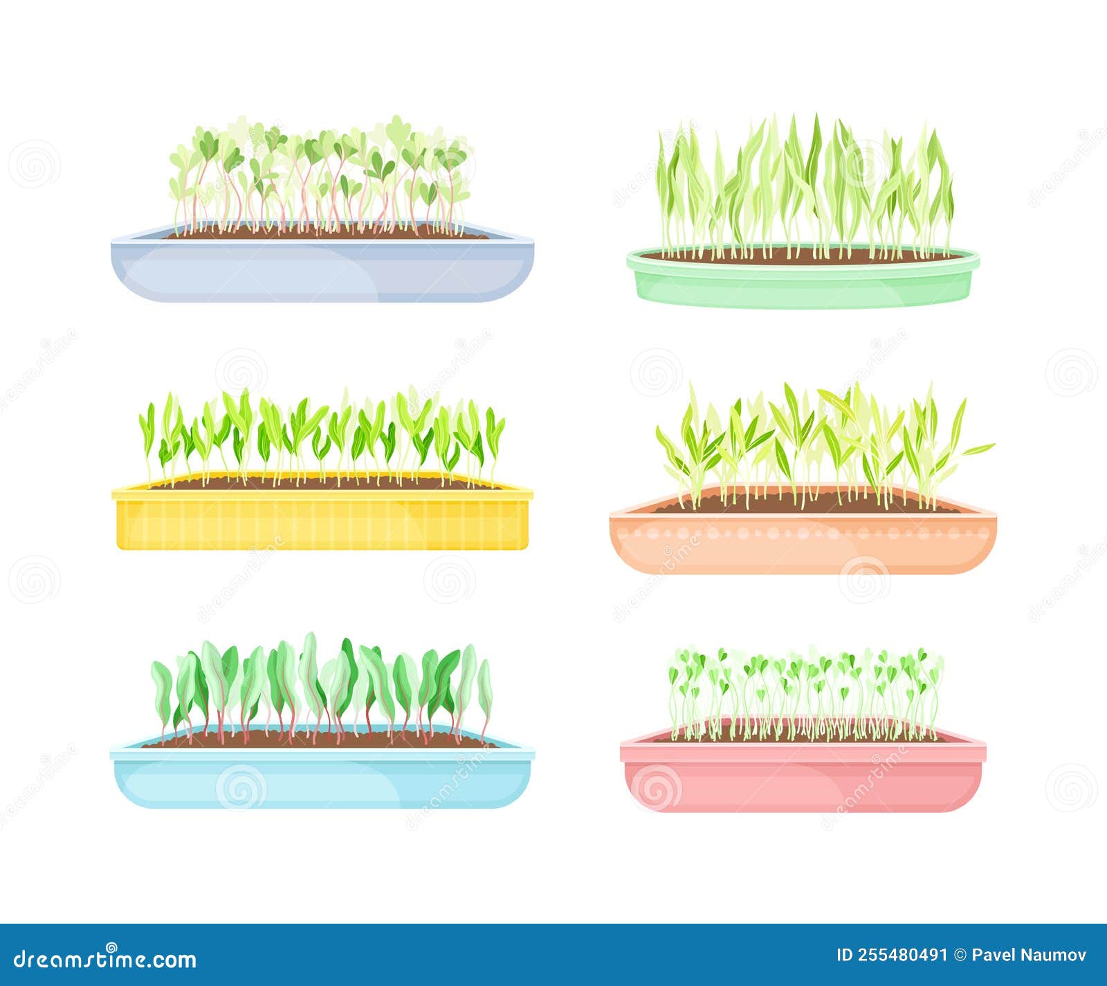 Microgreens As Vegetable Greens Growing in Plastic Containers Vector ...