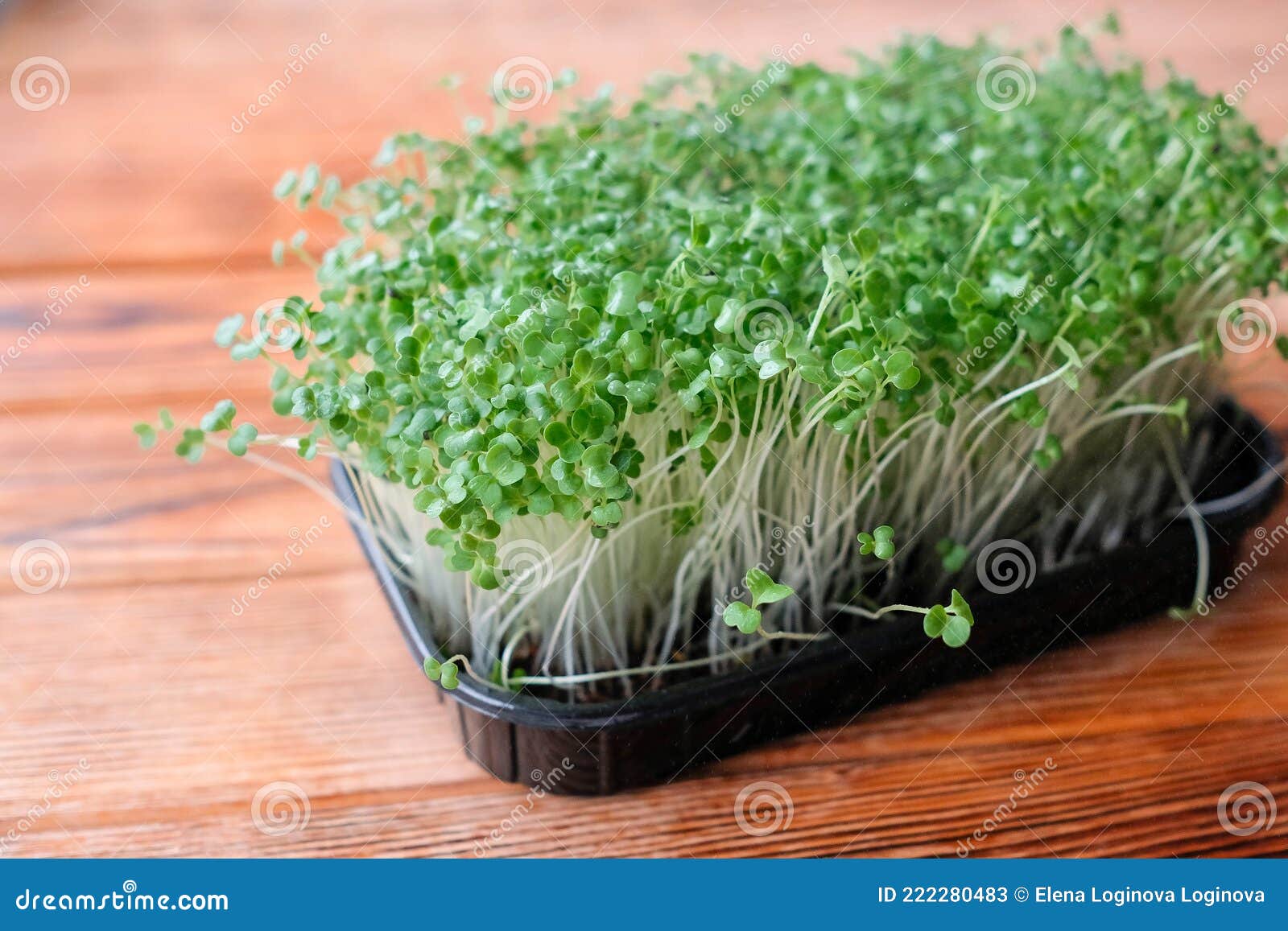 Microgreens Brilhantes E Bonitas. Couve-repolho Imagem de Stock ...