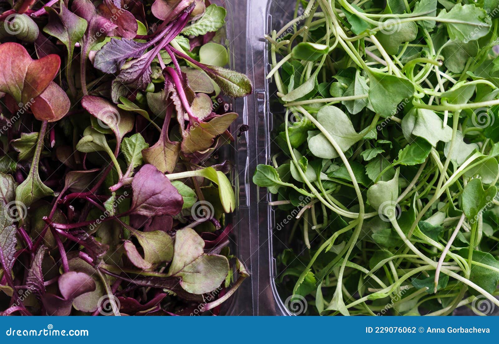 Microgreens Broccoli and Red Rambo Radish Stock Photo - Image of green ...