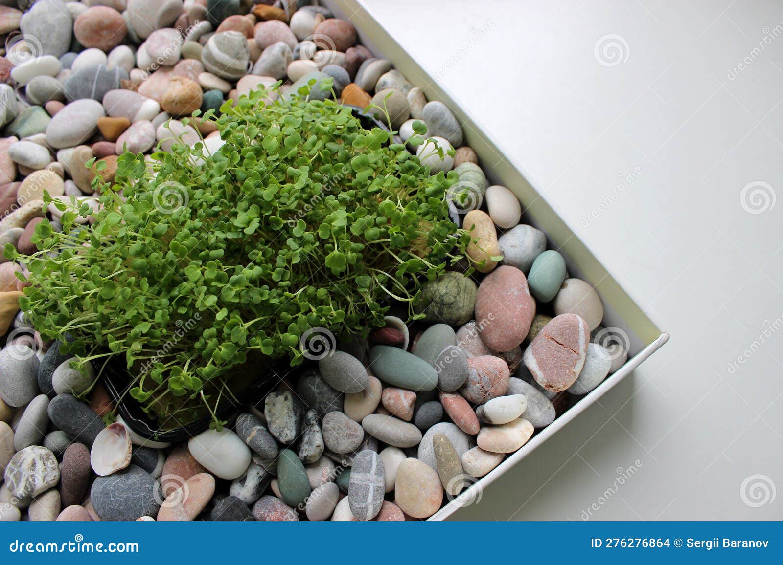Microgreens Bunch in Plastic Container in Flat Tray Filled with ...