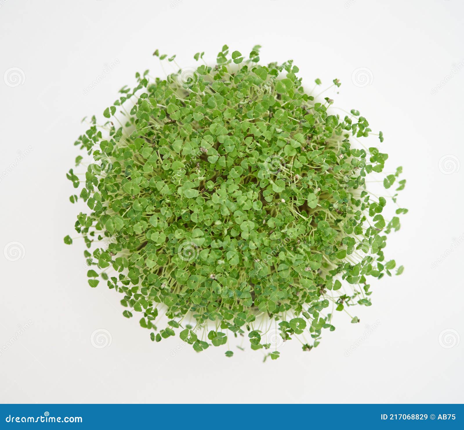 Microgreens from Chia Seeds Stock Image - Image of brown, natural ...