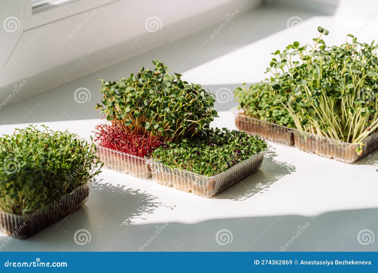Microgreens in Containers on a White Windowsill in the Sun Stock Image ...