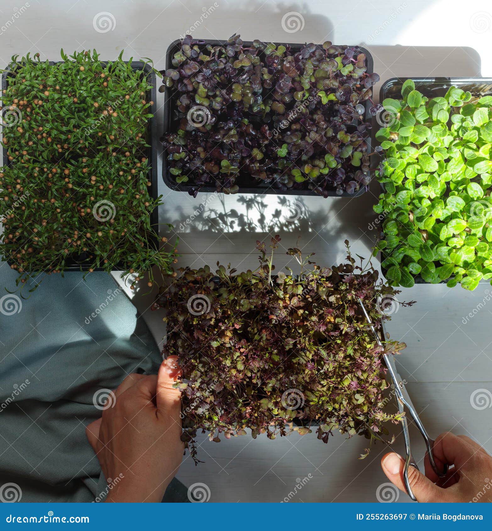 Microgreens of Different Varieties in Containers. Hands with Scissors ...