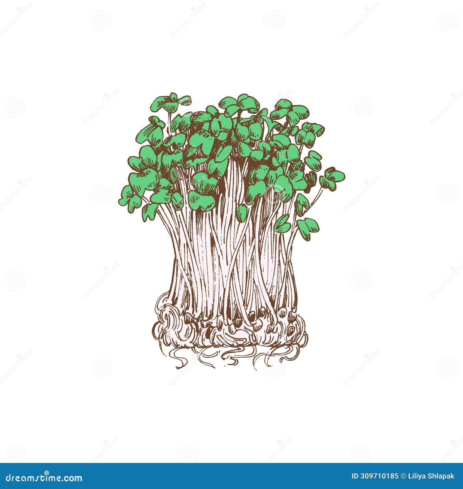Microgreen Engraved Coloured Drawing Stock Vector - Illustration of ...