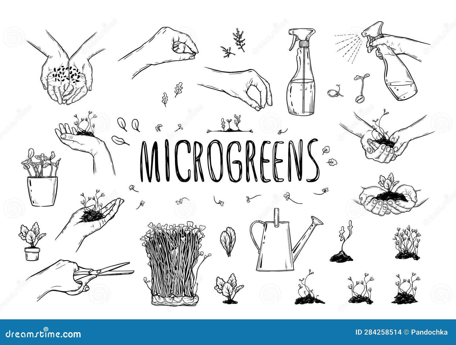 Microgreens, Graphic Image of Human Hands with Microgreen. Stock ...