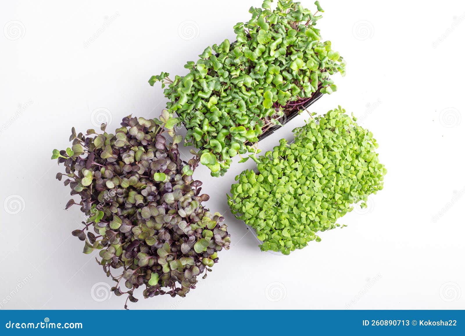 Microgreens Growing Background with Microgreen. Stock Image - Image of ...